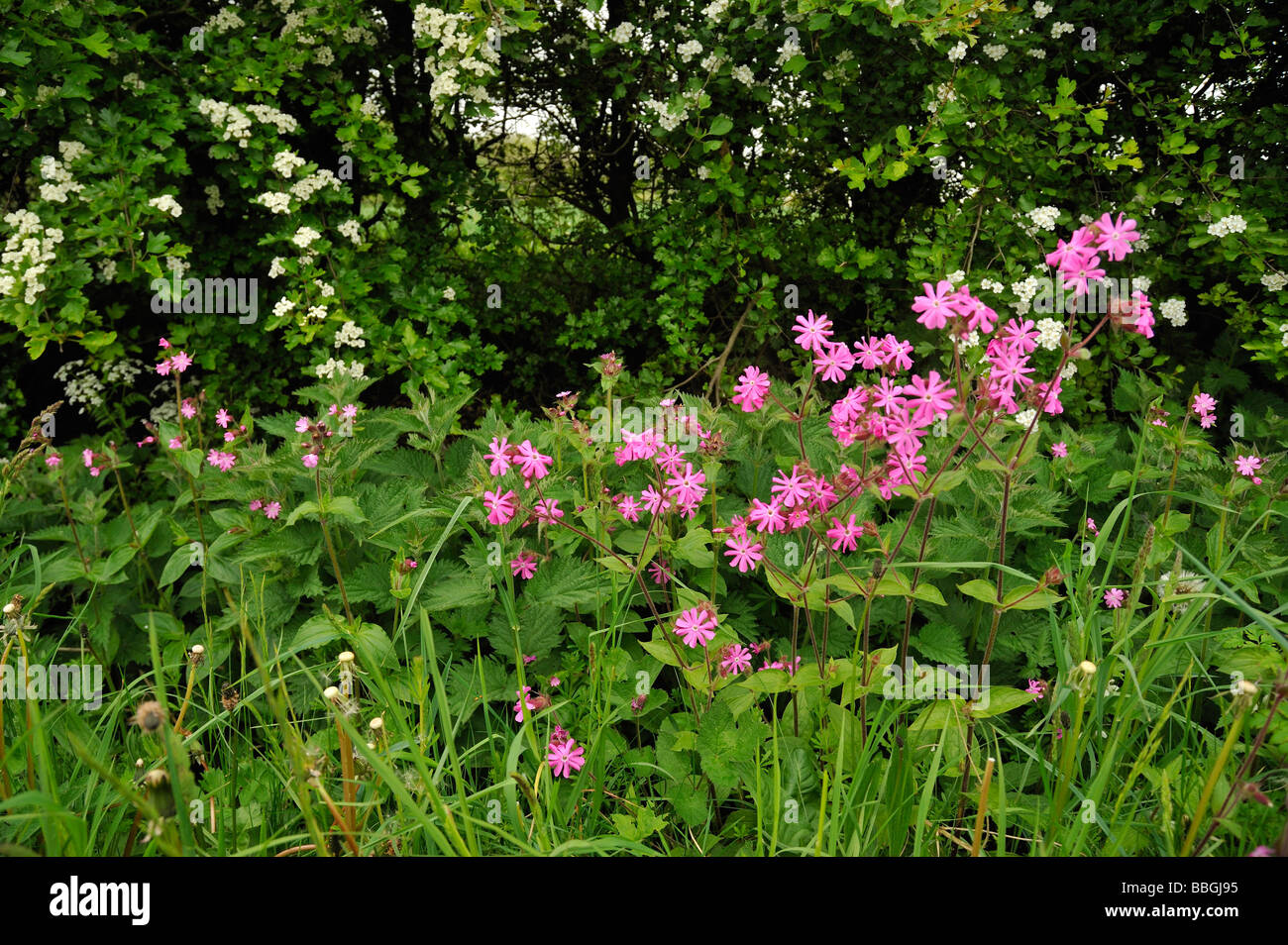 Red Campion flowers Stock Photo - Alamy