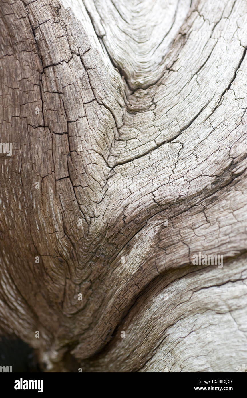 Pattern and details in dry oak tree Stock Photo - Alamy