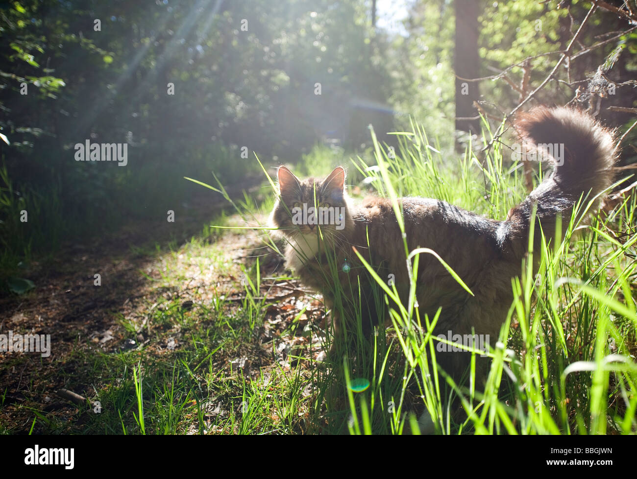 Domestic cat in the sun Stock Photo - Alamy