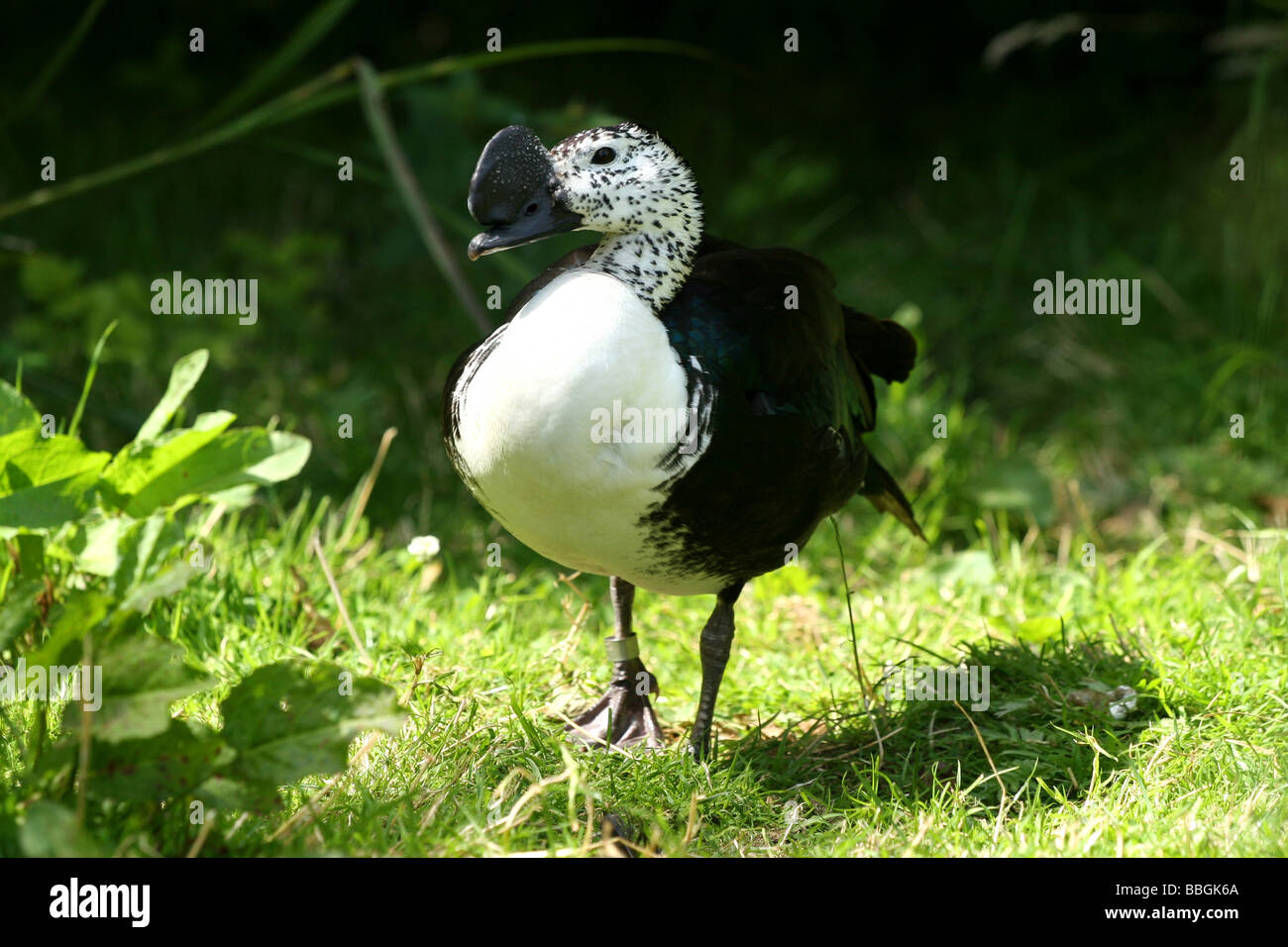 Bird at WWT National Wetlands Centre Wales Stock Photo - Alamy