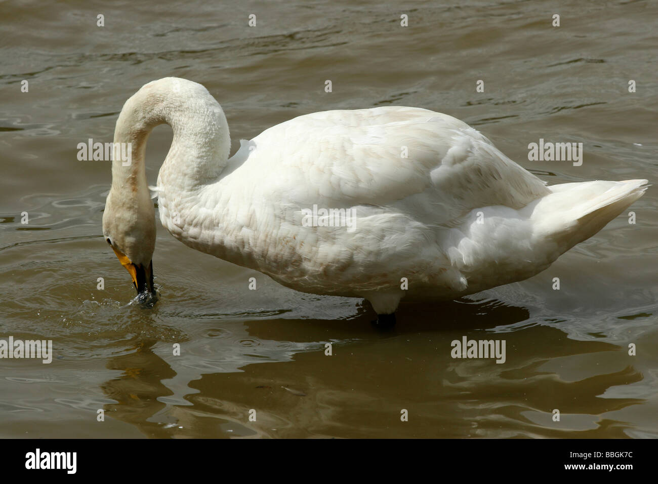 National wetland centre wales hi-res stock photography and images - Alamy