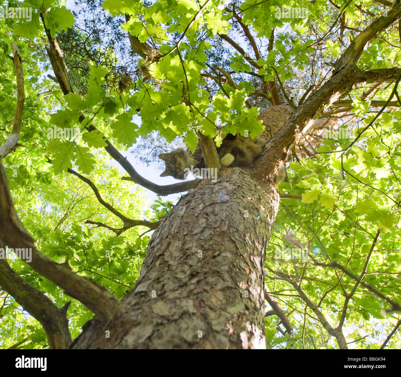 cat sitting in a tree Stock Photo - Alamy