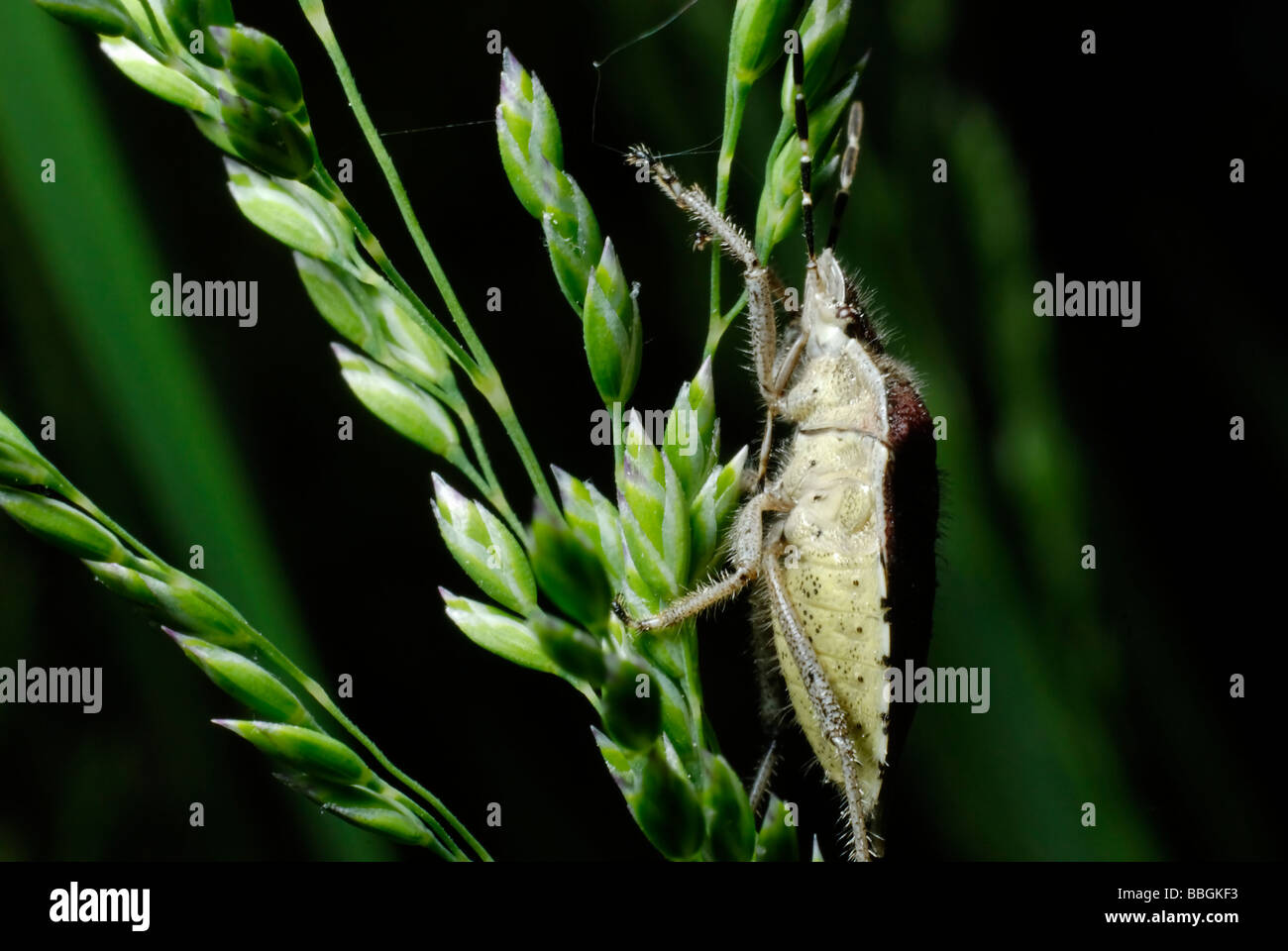 Forest bug Pentatoma rufipes Stock Photo - Alamy