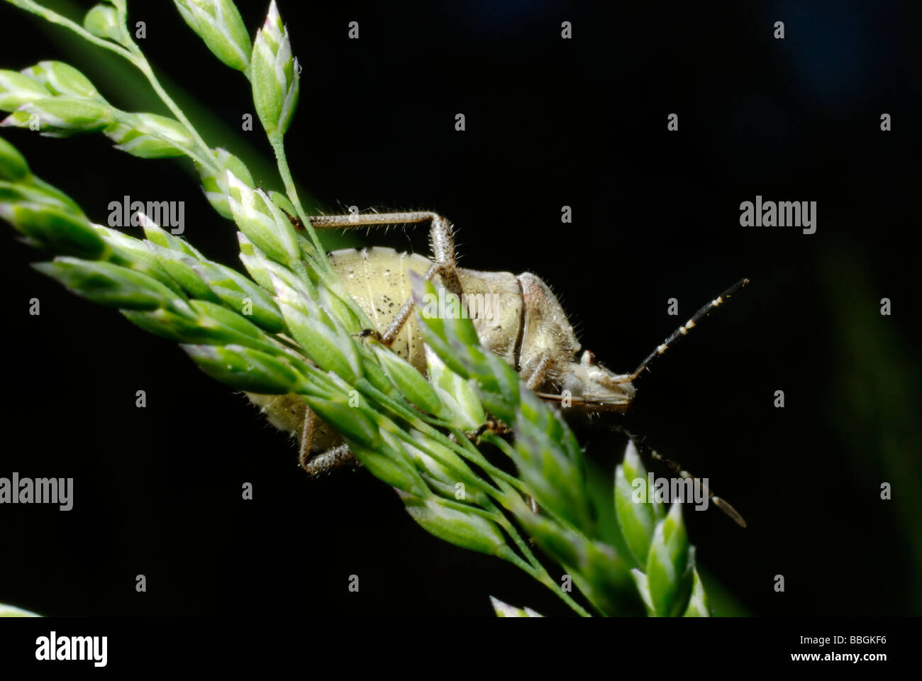 Forest shield bug hi-res stock photography and images - Alamy