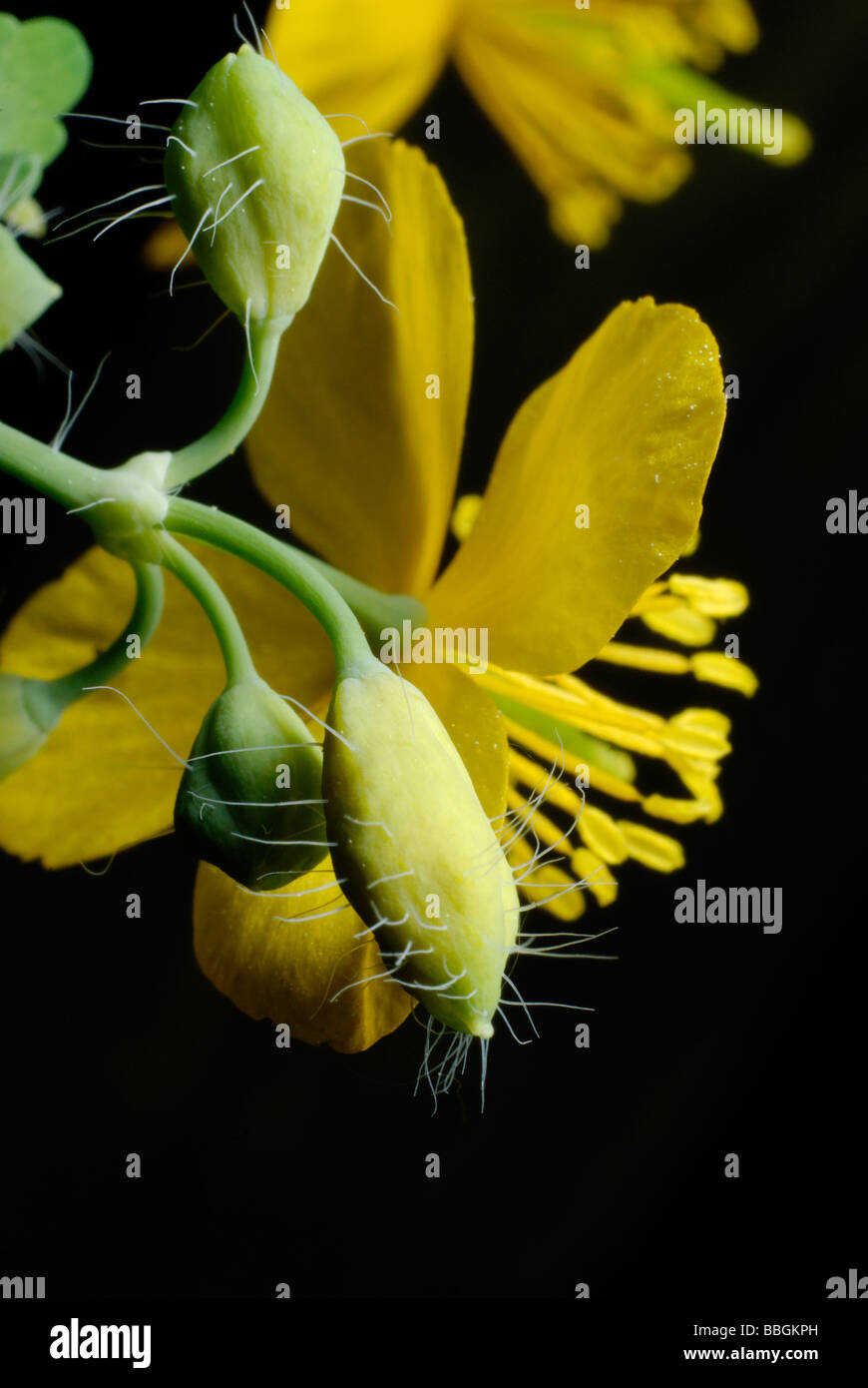Celandine Chelidonium majus flower Stock Photo - Alamy