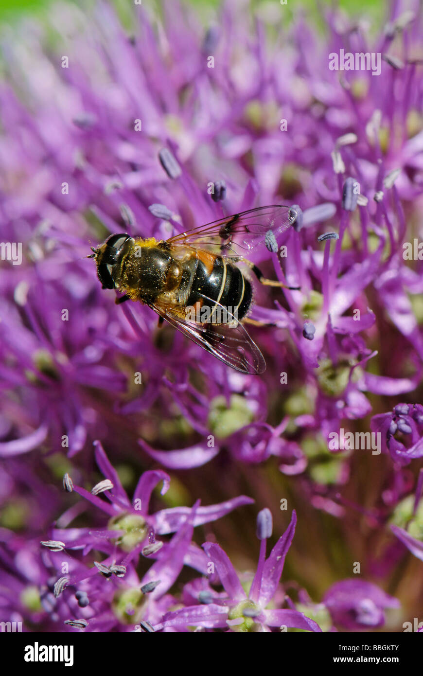 Fly sits on the purple flower Stock Photo - Alamy