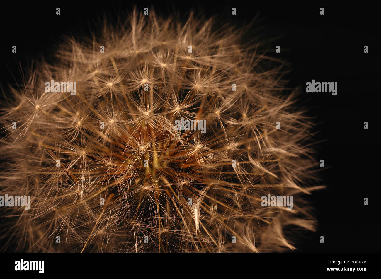 A dandelion parachute ball. A half seeded dandelion clock Stock Photo ...