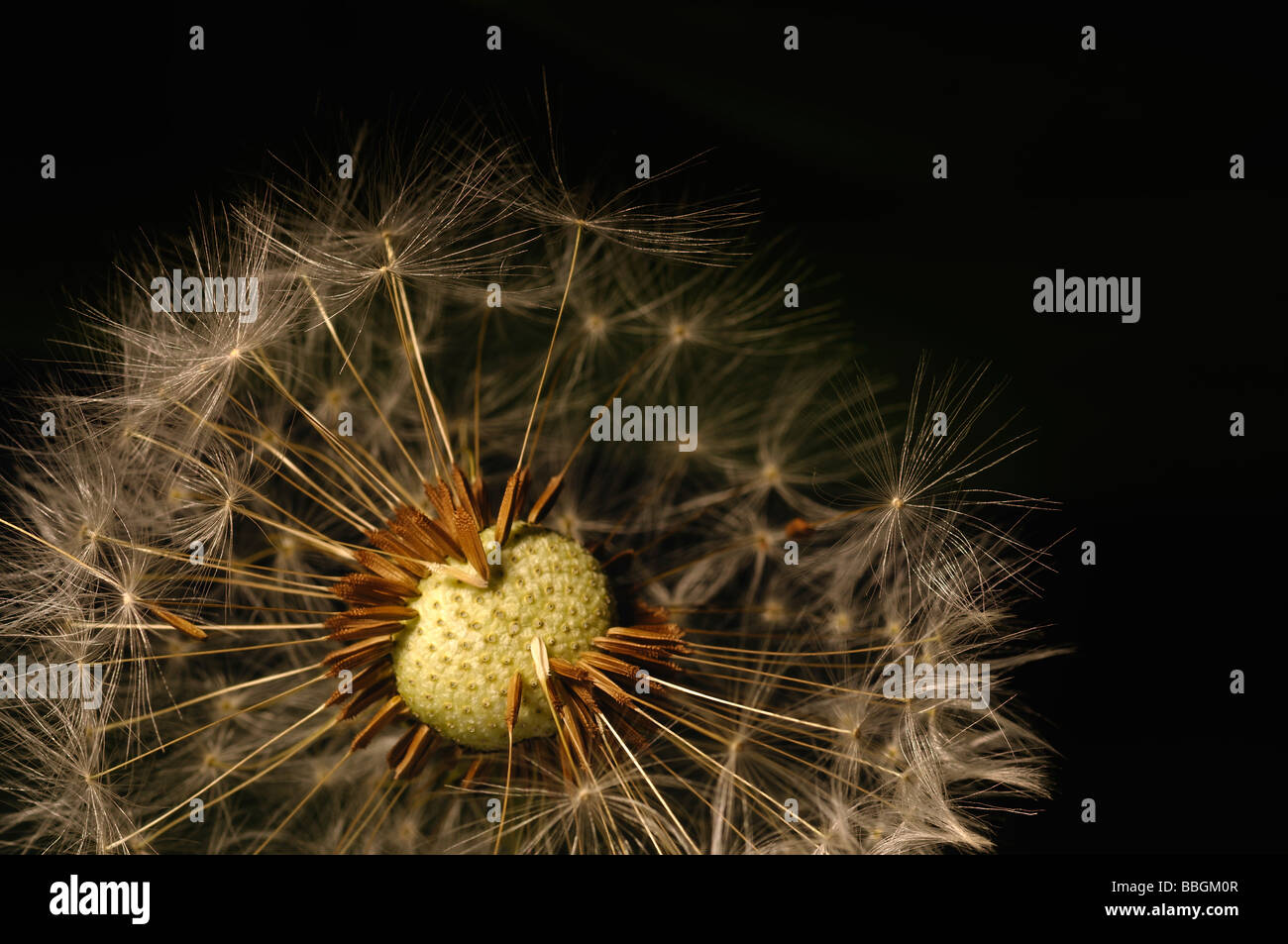 A dandelion parachute ball. A half seeded dandelion clock Stock Photo ...