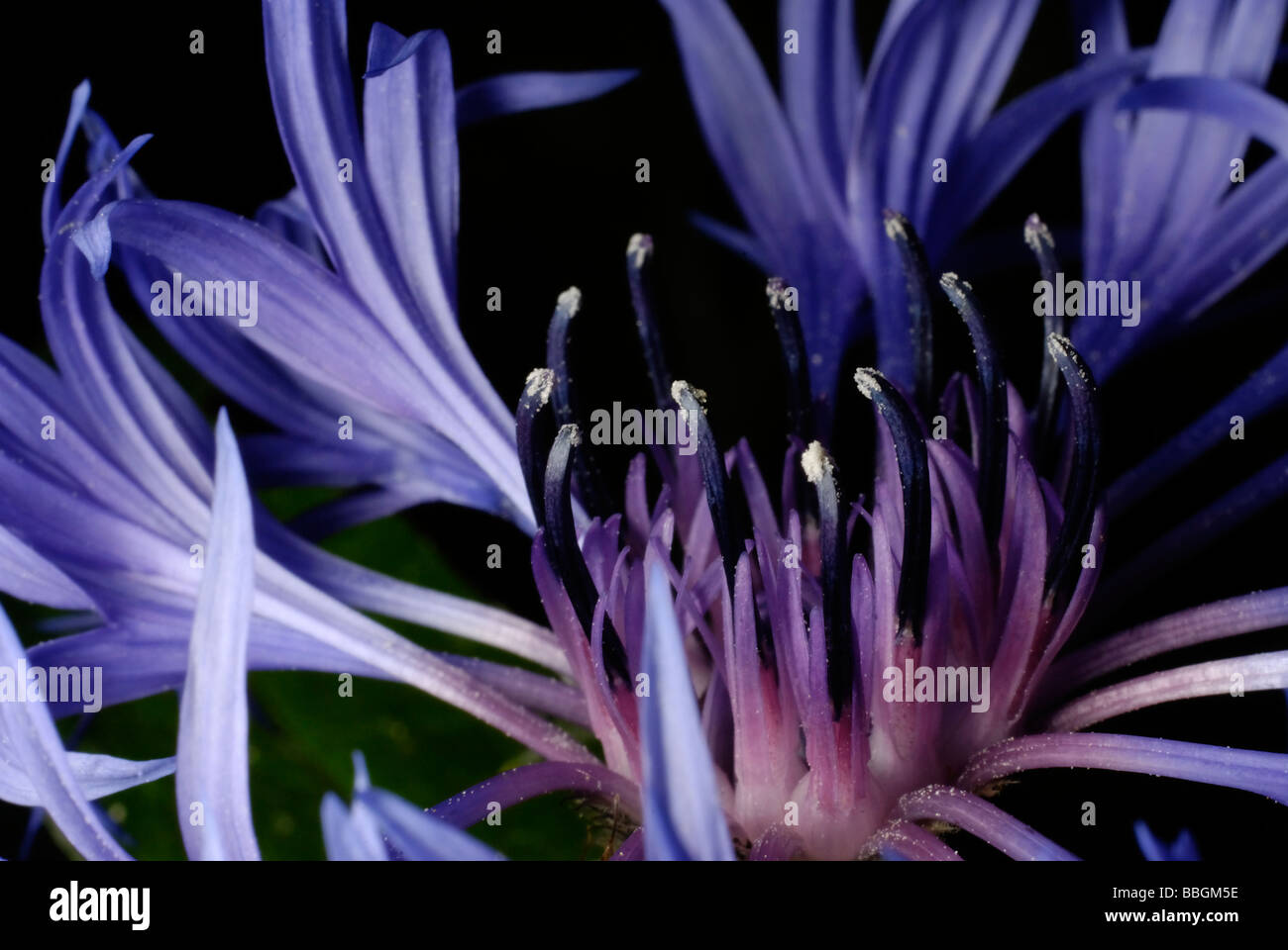 Macro of cornflower bud Stock Photo - Alamy