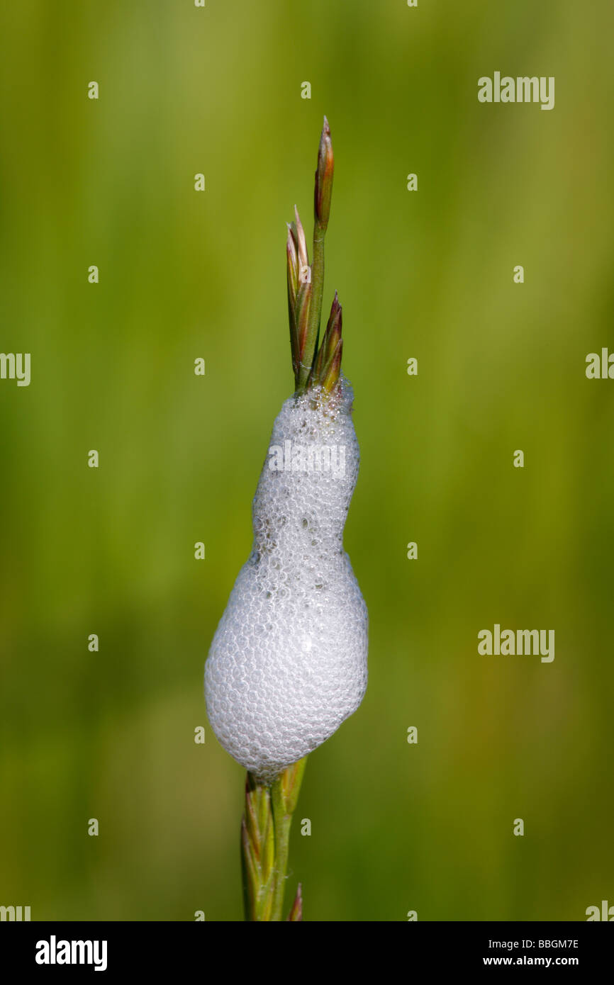 Spit hi-res stock photography and images - Alamy