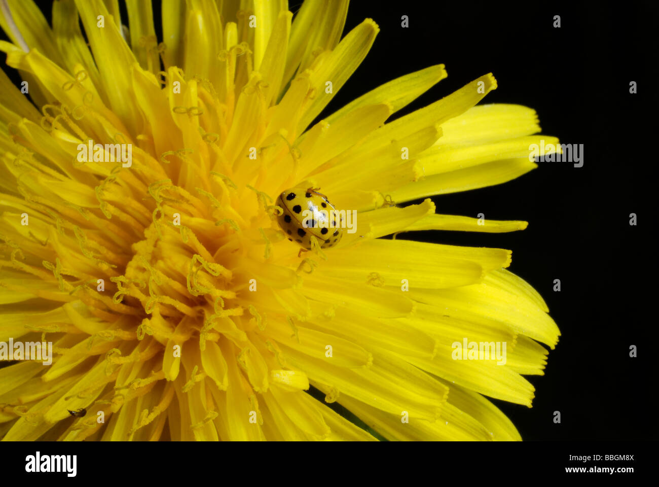 Yellow ladybird on dandelion flower Stock Photo - Alamy