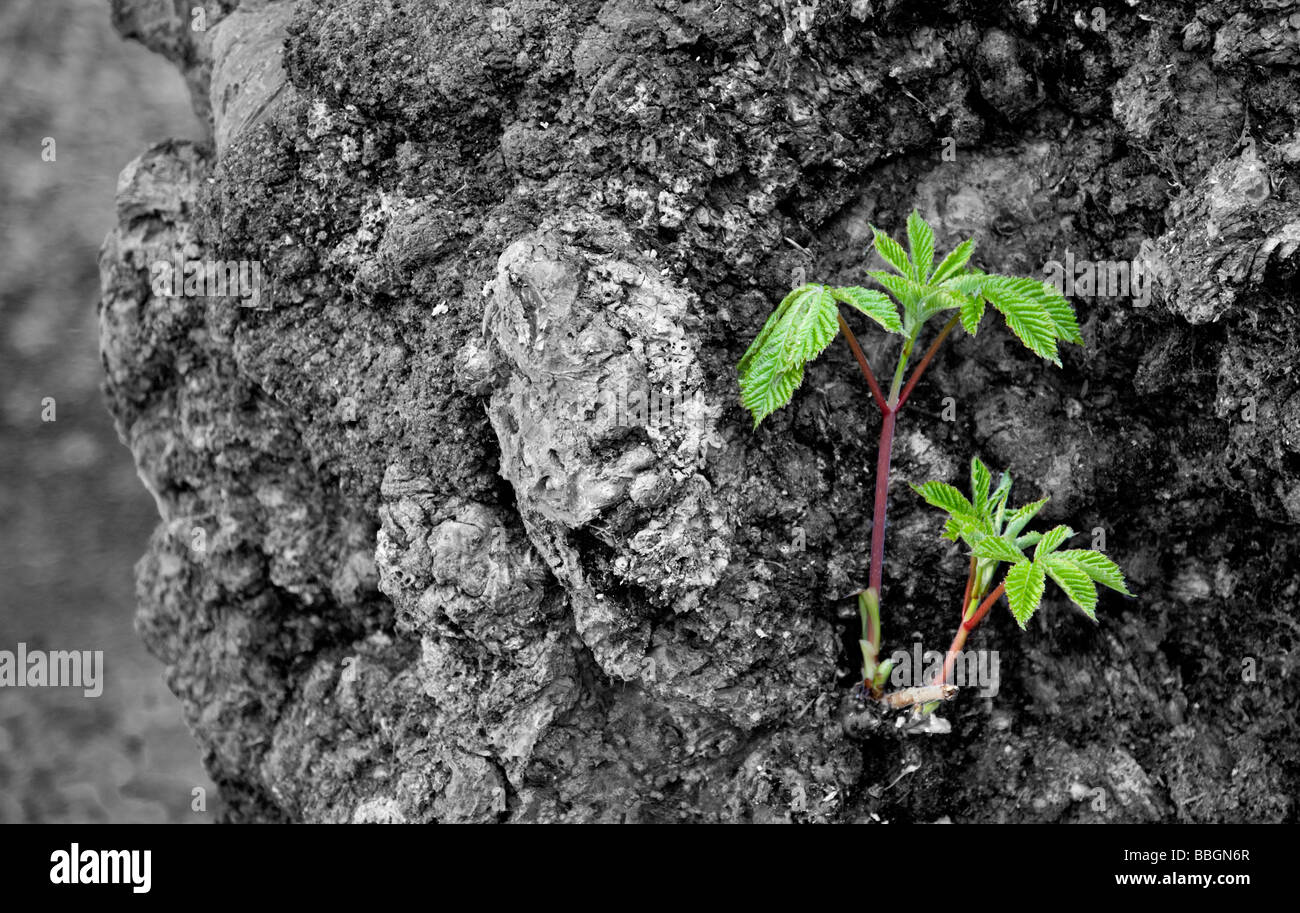 The tree of life manchester hi-res stock photography and images - Alamy