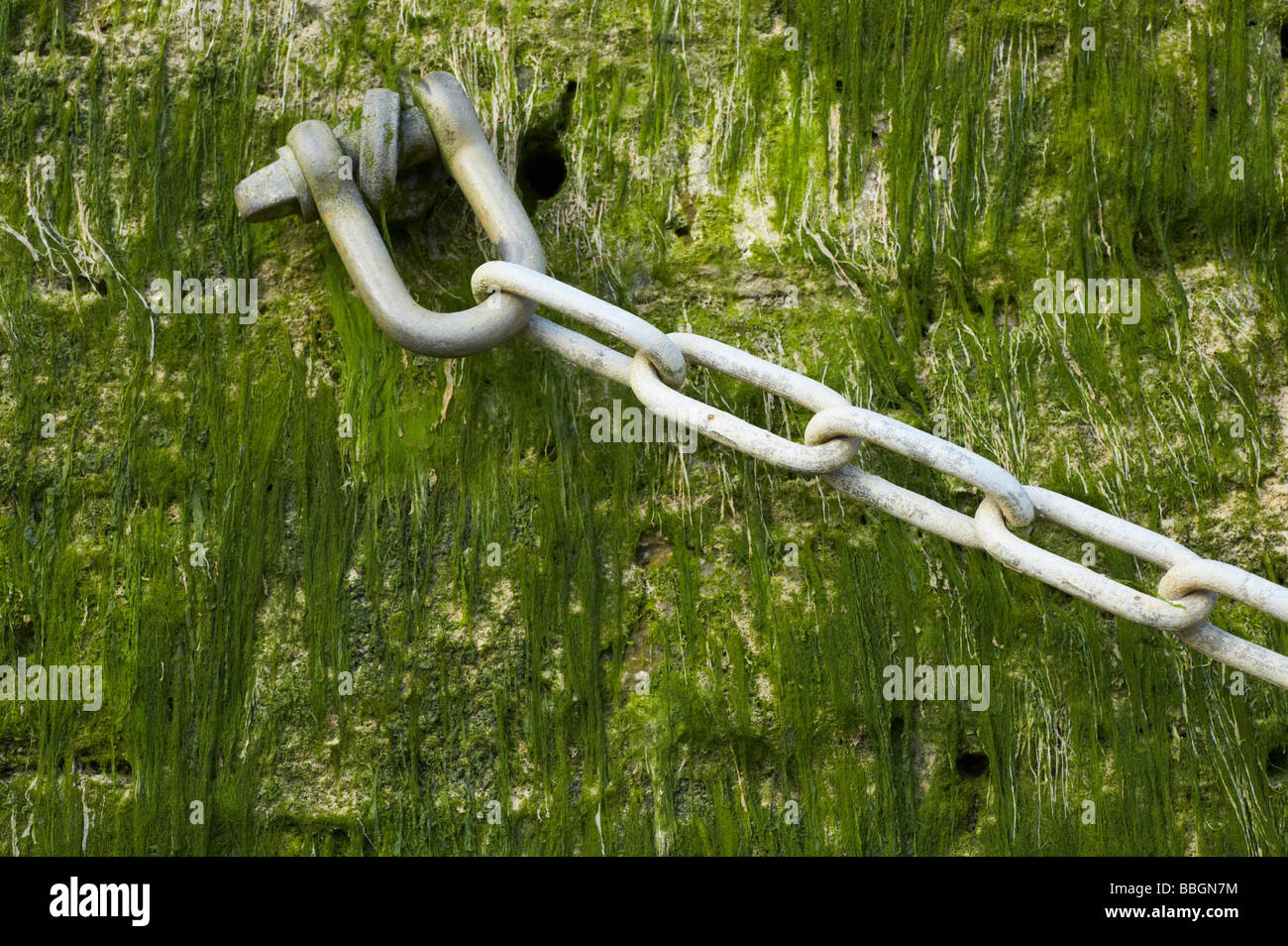 Chain at low tide river thames london england uk moss Stock Photo - Alamy