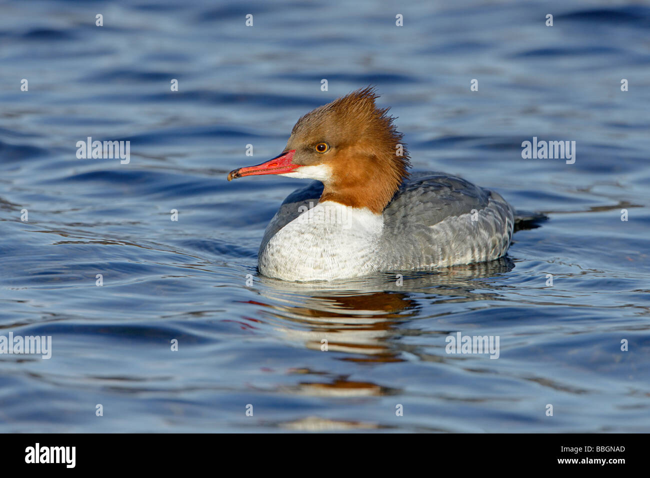Goosander hi-res stock photography and images - Alamy
