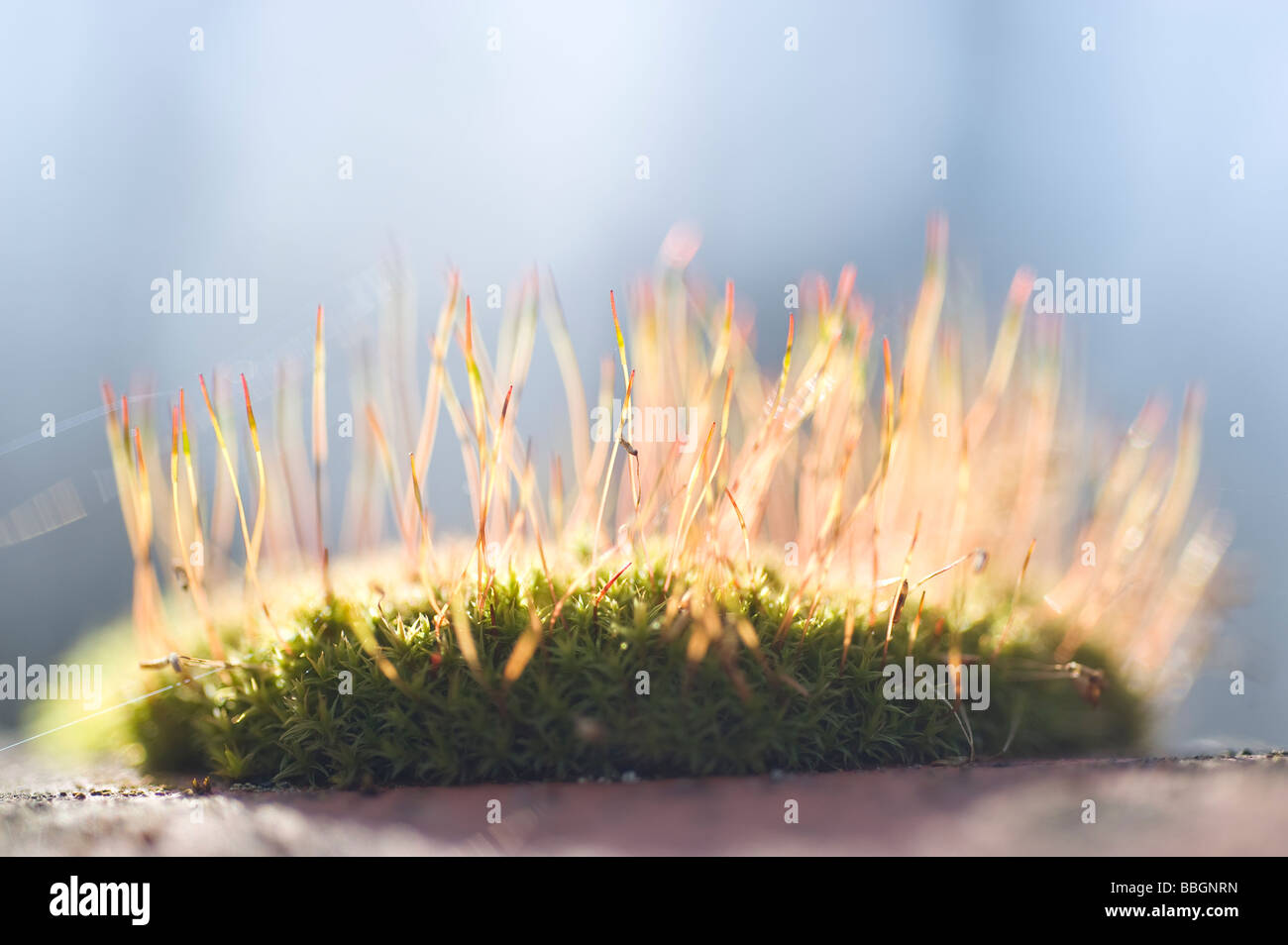 Moss sweden hi-res stock photography and images - Alamy
