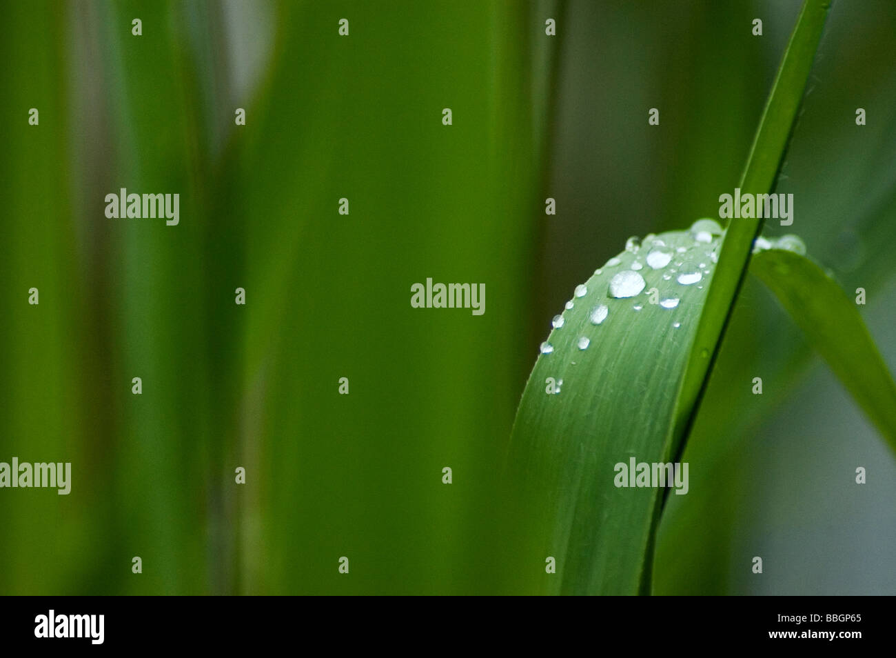 Rain water captured on leaf hi-res stock photography and images - Alamy