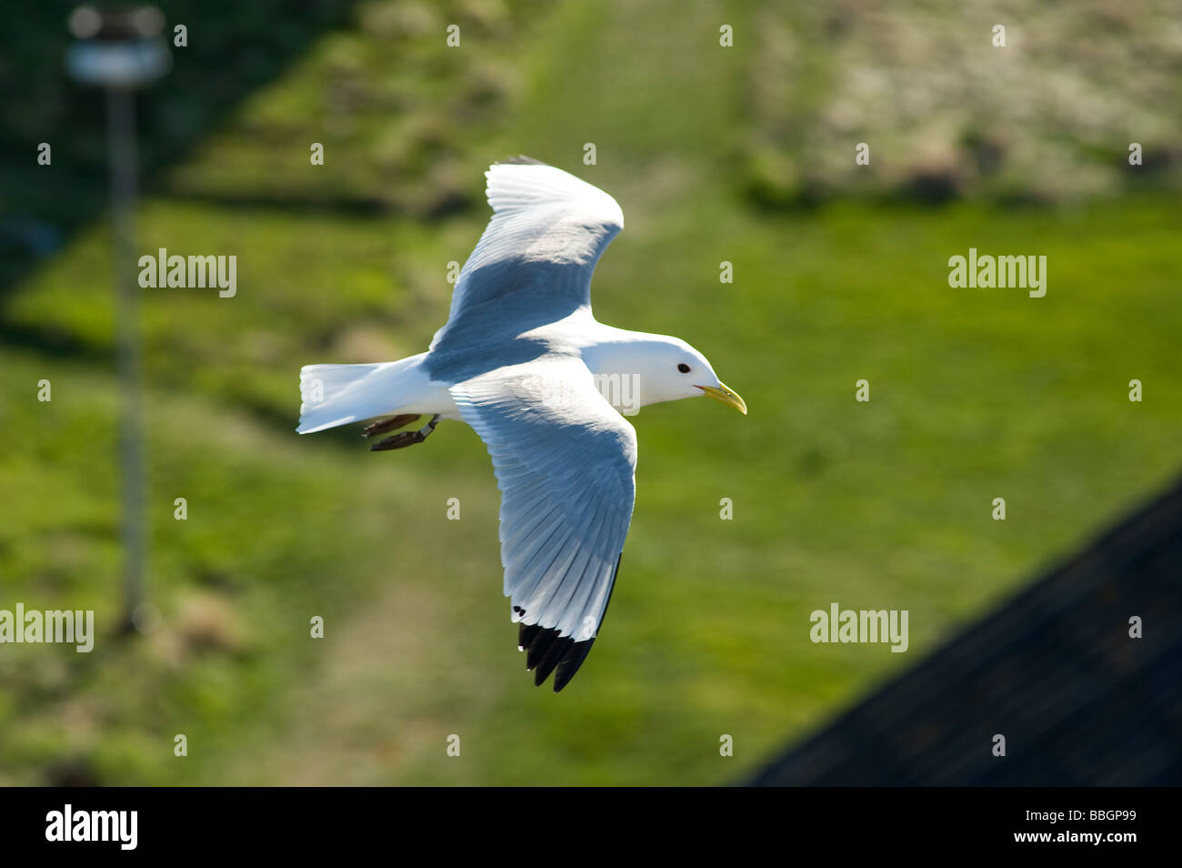 seagull flying, view from above Stock Photo - Alamy