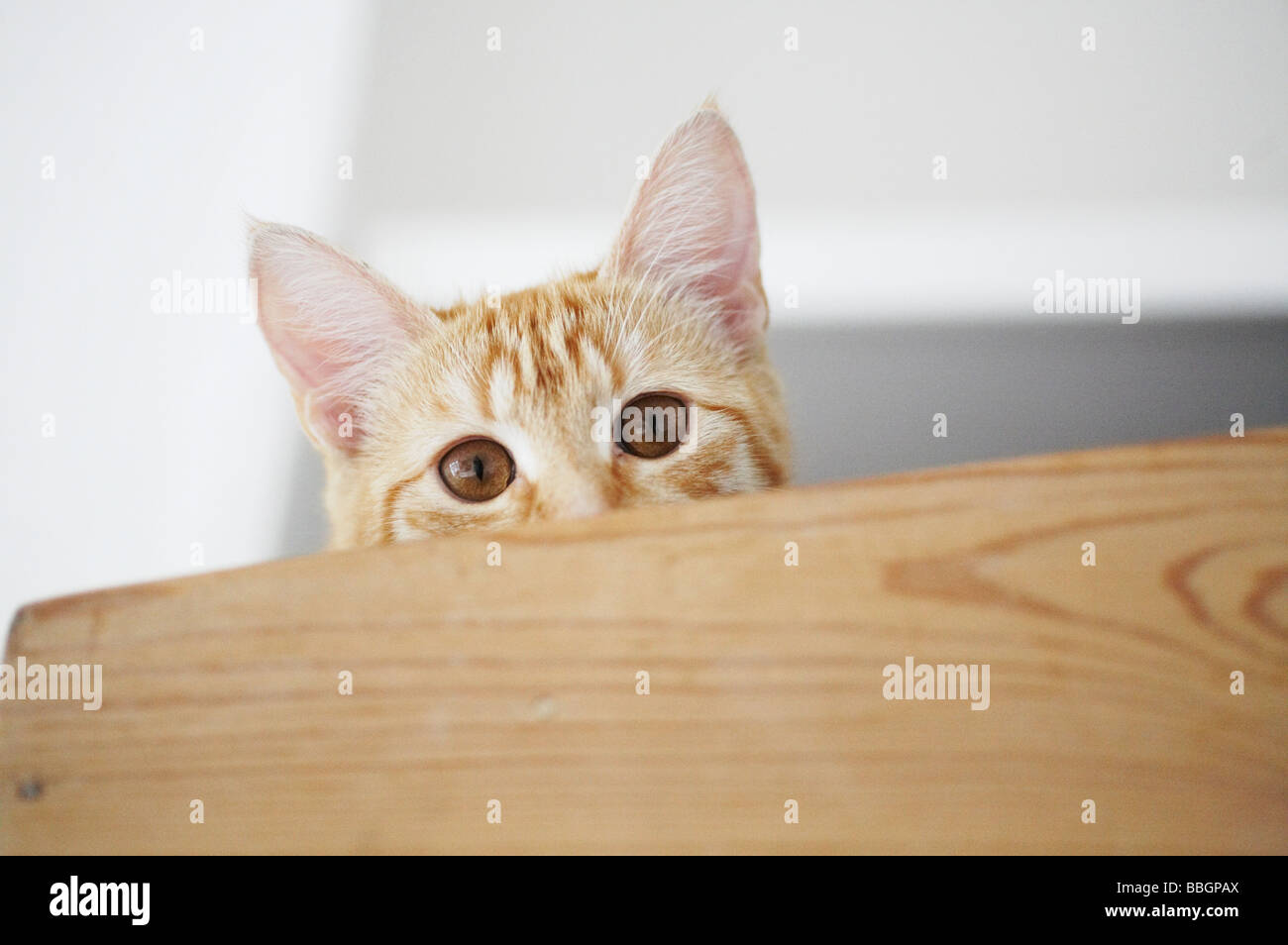 cheeky naughty cat kitten hiding playing hide and seek ginger pet tabby ...