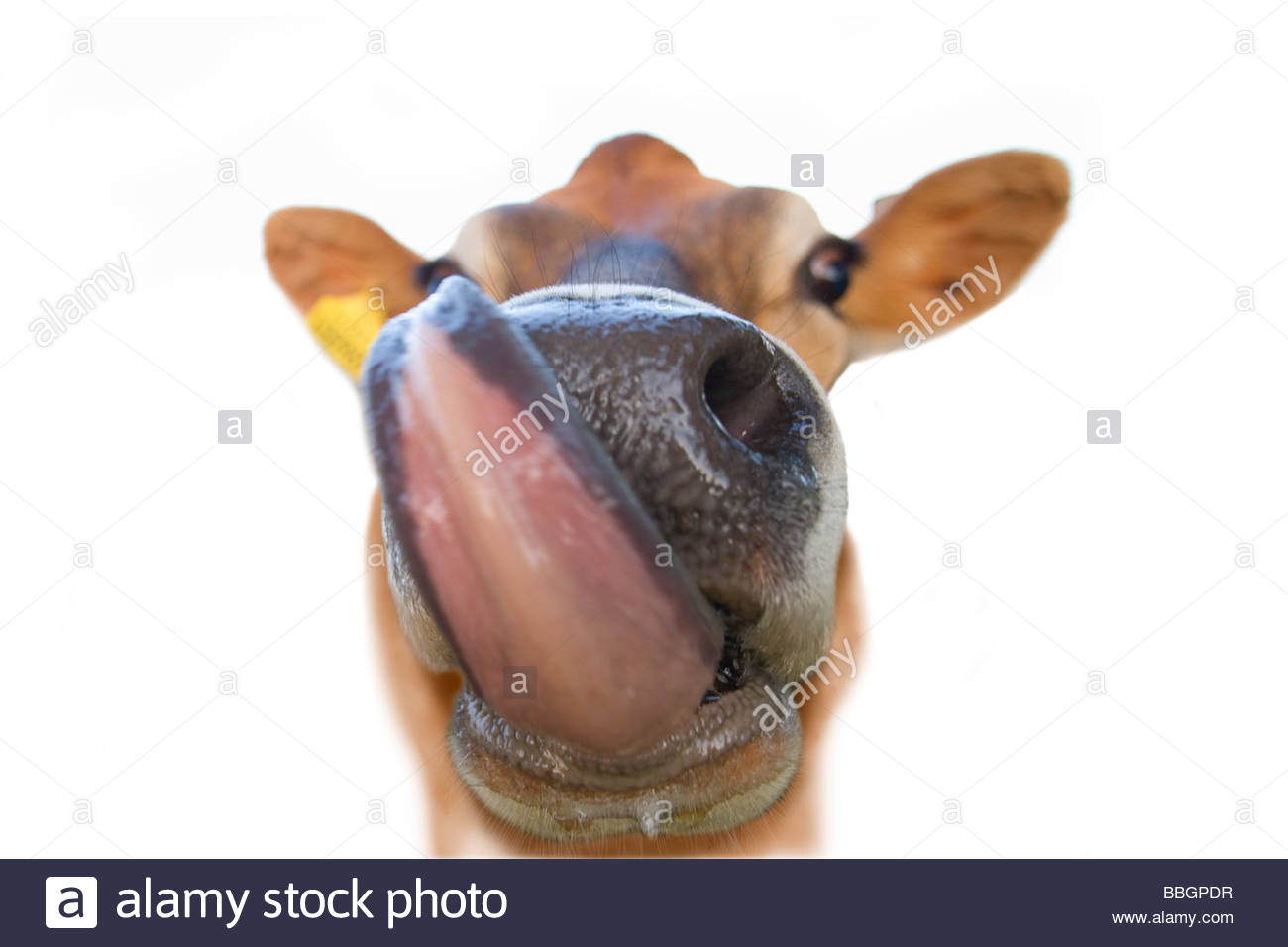Cow Lip Stock Photos & Cow Lip Stock Images - Alamy