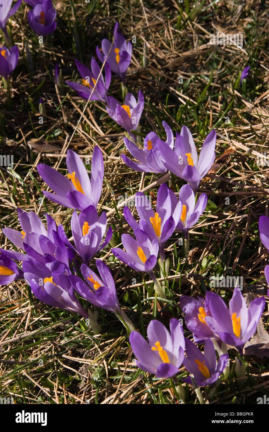 wild crocus flower spring Stock Photo - Alamy