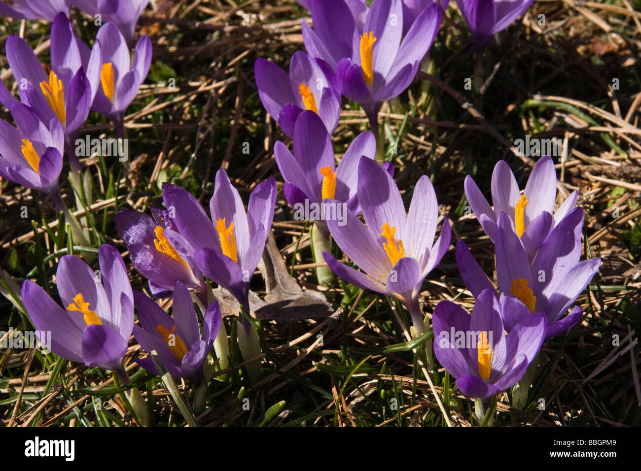 wild crocus flower spring Stock Photo - Alamy