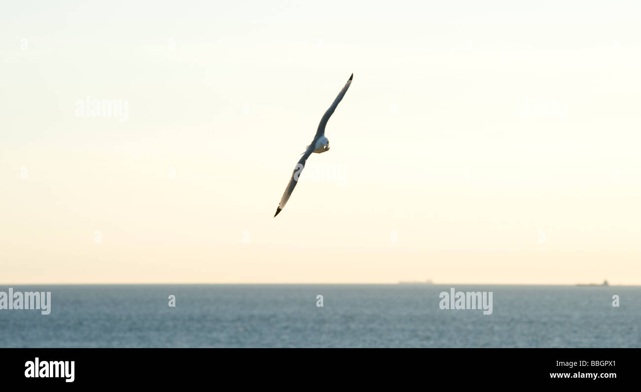 Seagull foto hi-res stock photography and images - Alamy
