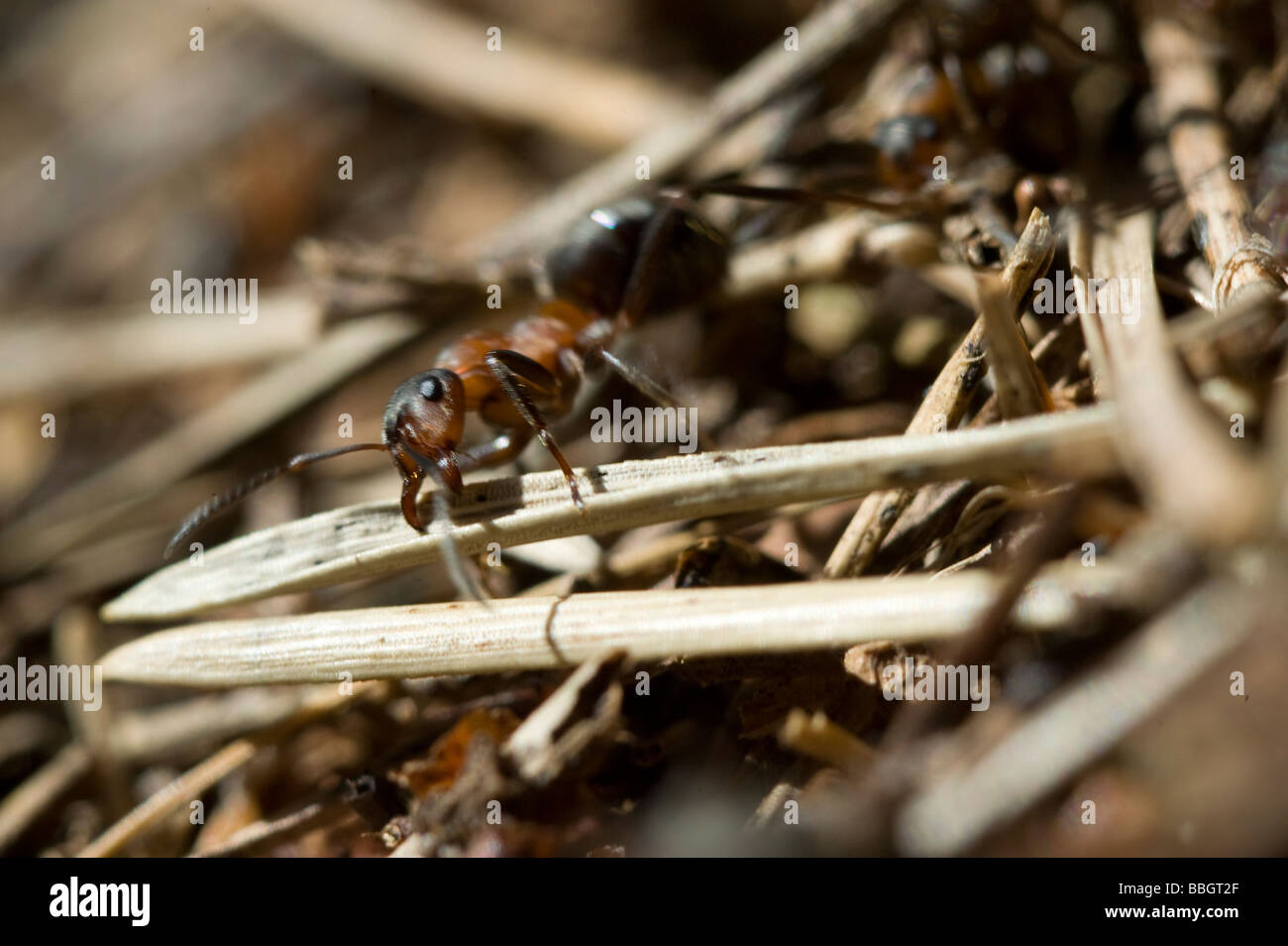 Stack ant hi-res stock photography and images - Alamy