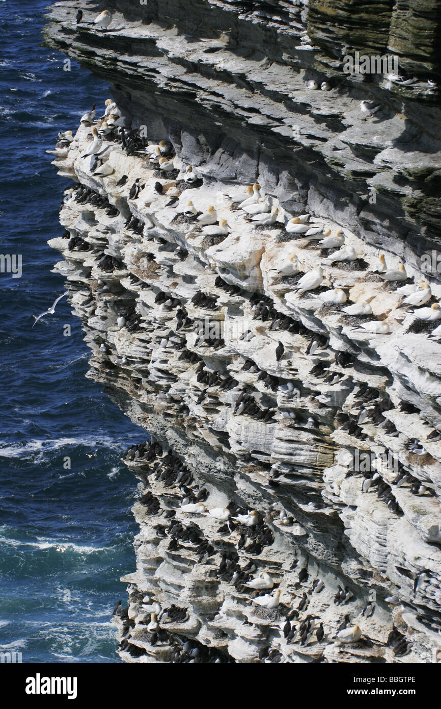 Huge seabird colony at Noup Head on the island of Westray, Orkney Isles ...