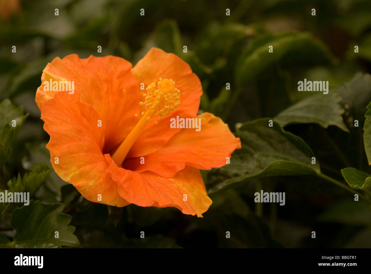 Hibiscus sp., ibisco, Malvaceae Stock Photo - Alamy