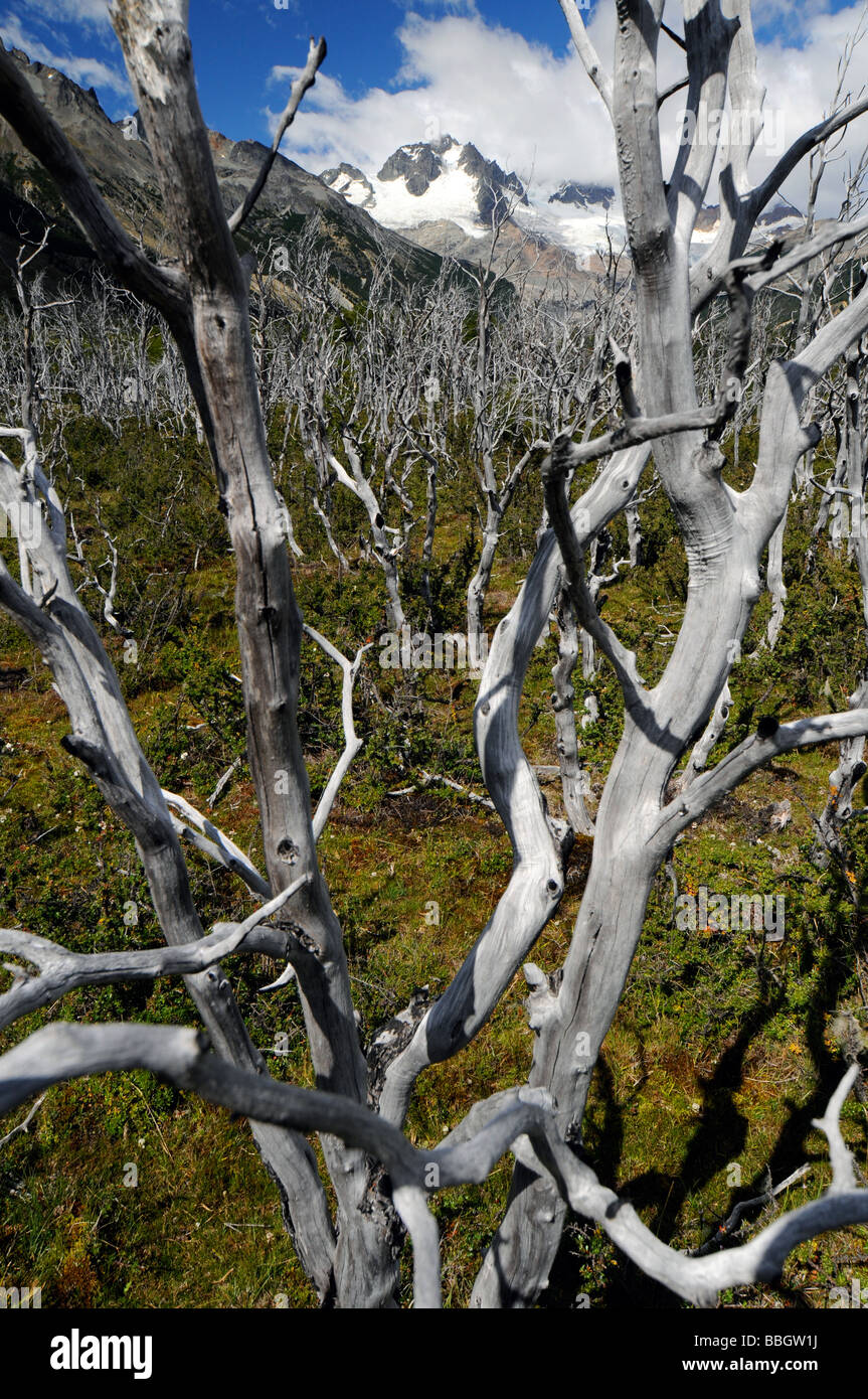 Chlean hi-res stock photography and images - Alamy