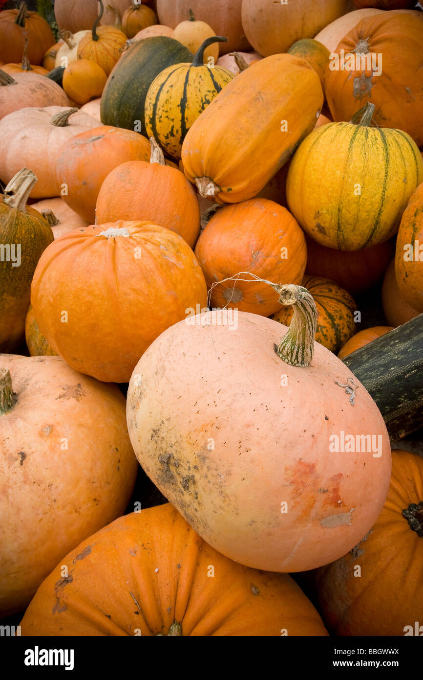 Group of assorted Pumpkins Stock Photo - Alamy