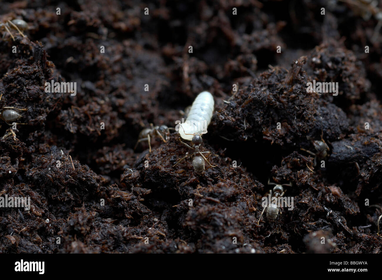 Ant with larvae hi-res stock photography and images - Alamy
