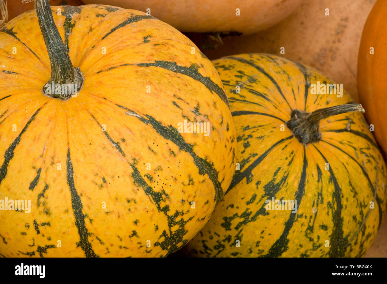 Group of Pumpkins Stock Photo - Alamy