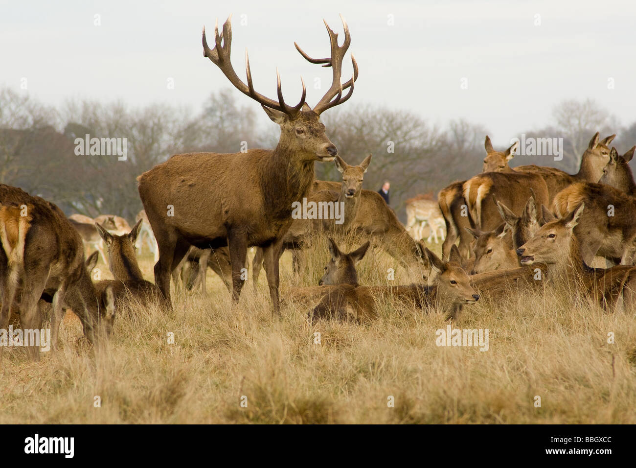 Deer herd large hi-res stock photography and images - Alamy