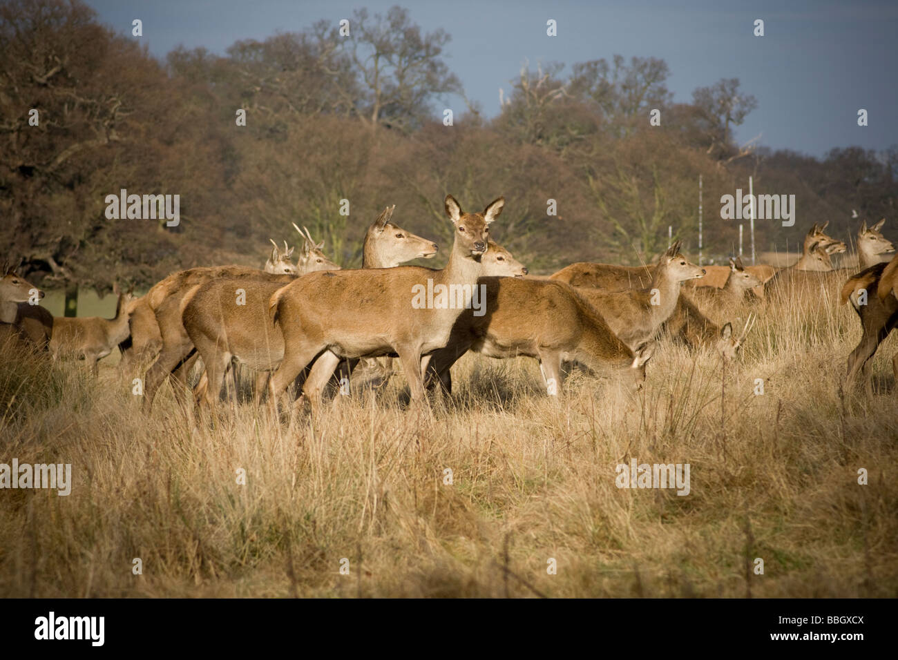A herd of deer stand alert on a hill in Richmond Park, London Stock ...