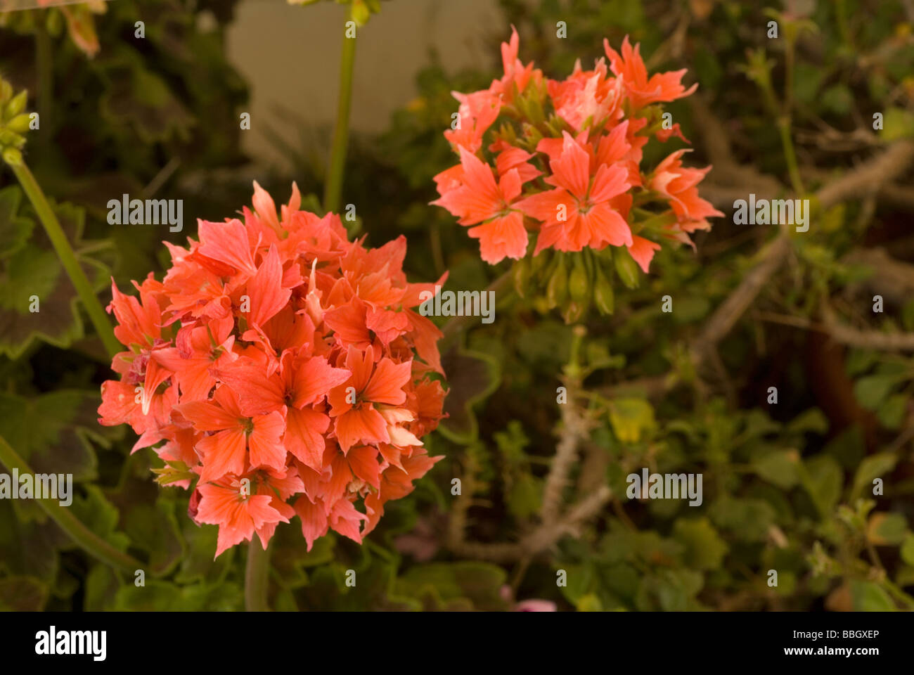 Pelargonium zonali stellari "Satellite", gerani, Geraniaceae Stock ...