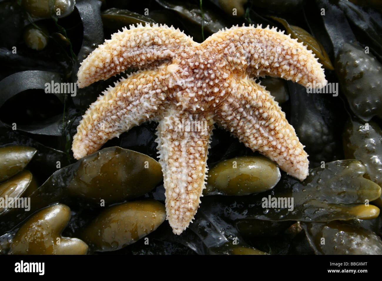 Common starfish hi-res stock photography and images - Alamy