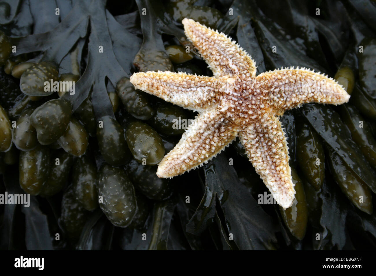 Common Starfish Asterias rubens On A Spiral Wrack Fucus spiralis ...