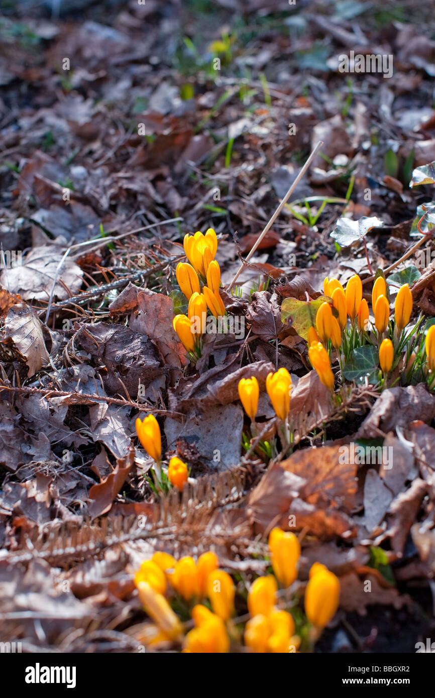 Crocus and dead leaves hi-res stock photography and images - Alamy