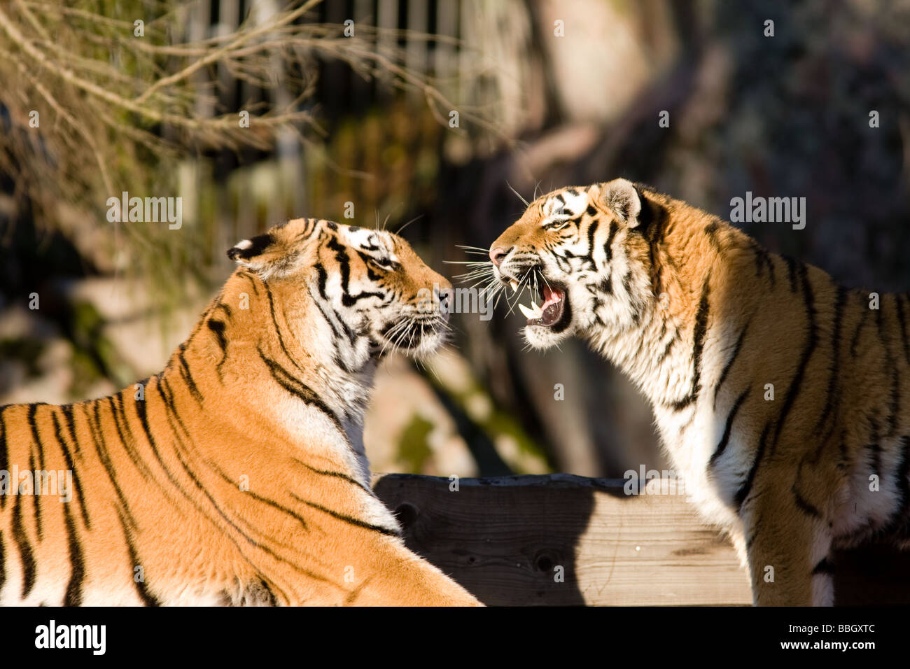 Siberian tiger (Panthera tigris altaica Stock Photo - Alamy