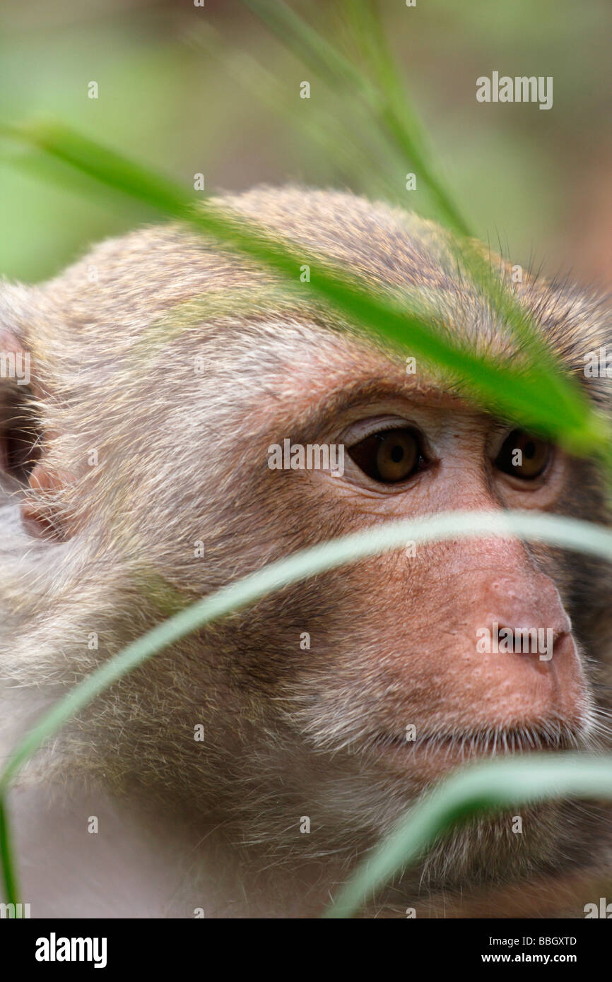 Macaque in grass hi-res stock photography and images - Alamy