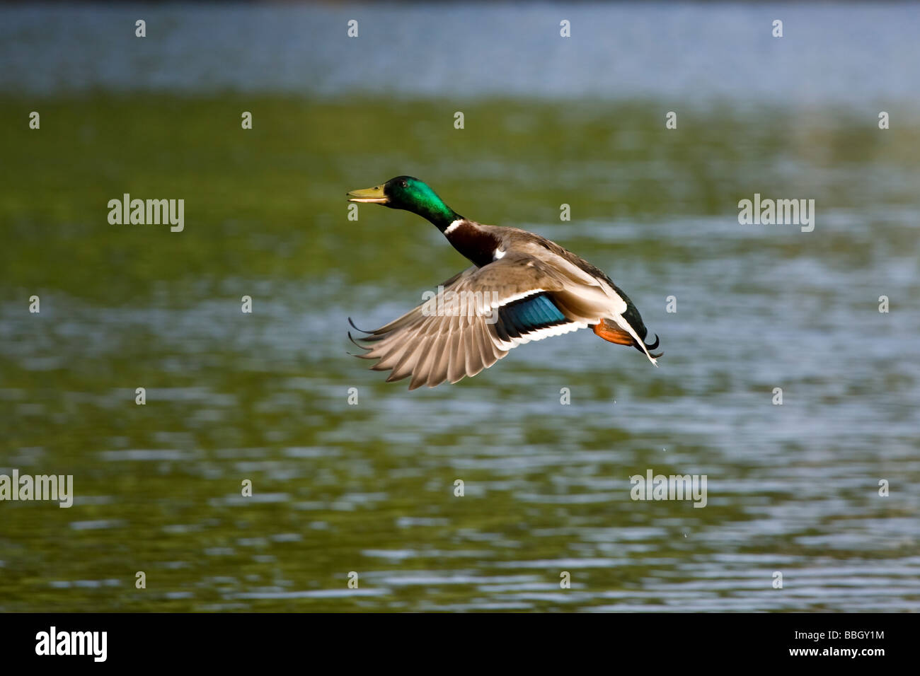 Mallard duck in flight hi-res stock photography and images - Alamy