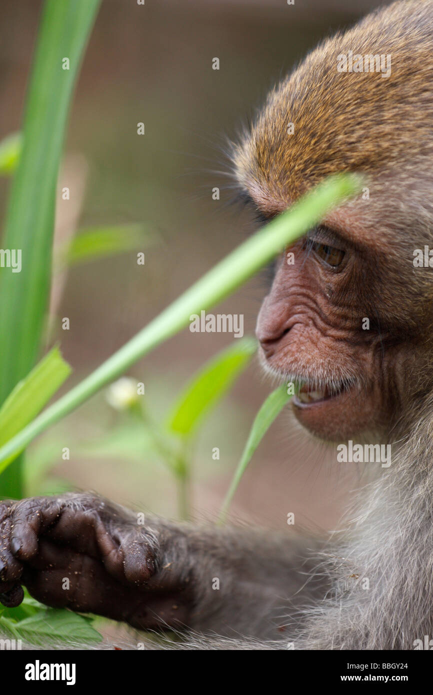 Monkey eating grass hi-res stock photography and images - Alamy