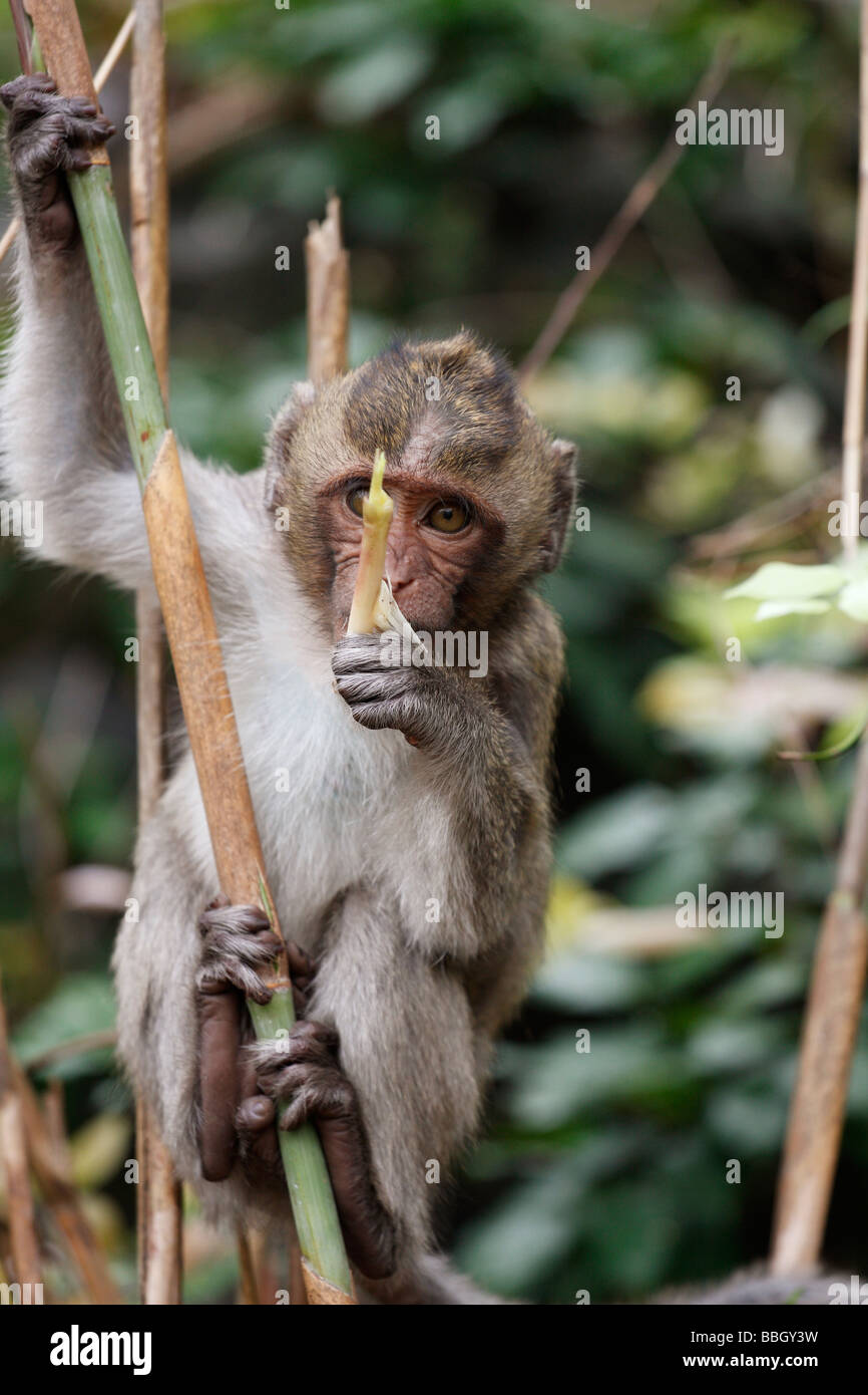 Climbing macaque hi-res stock photography and images - Alamy