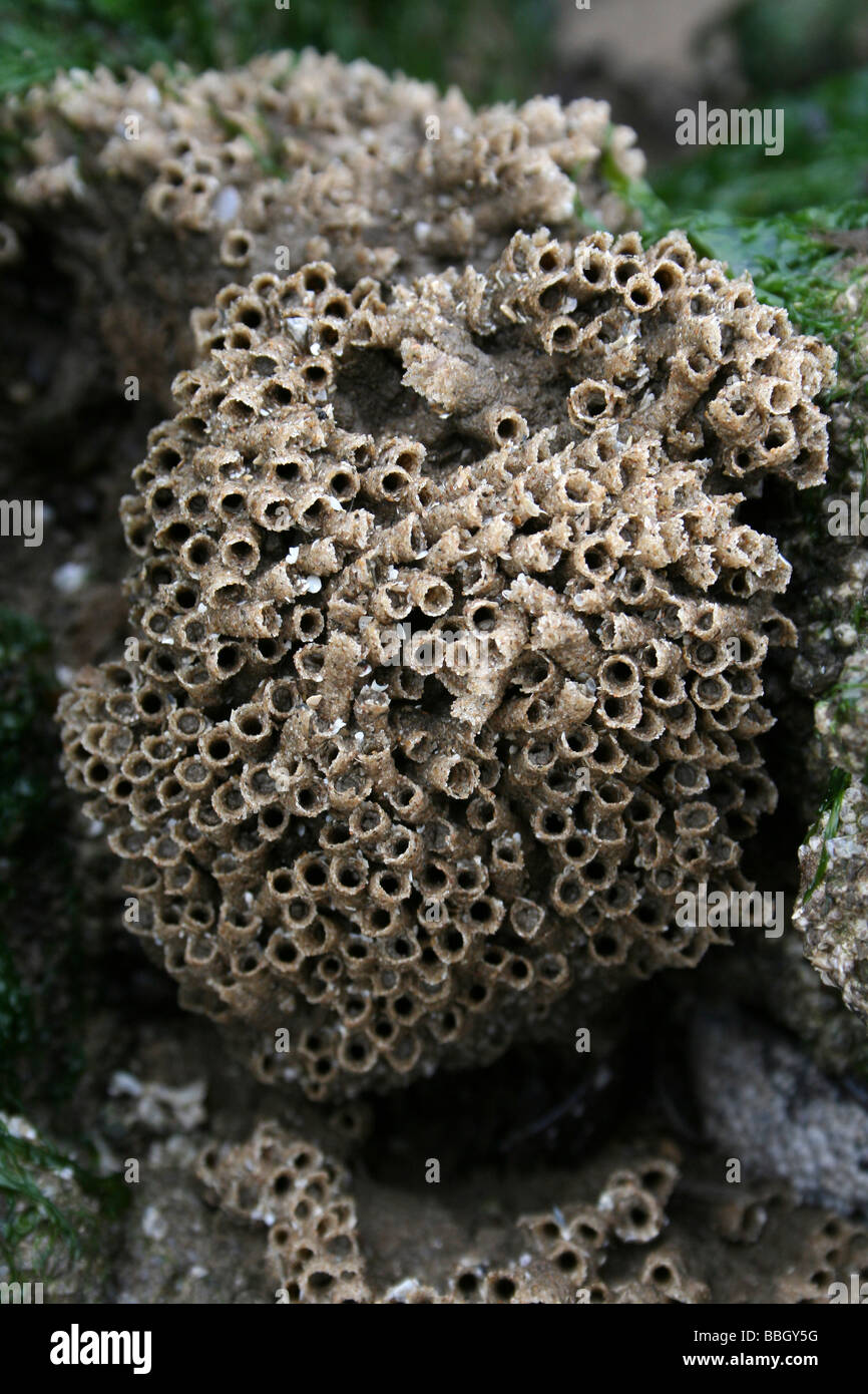 Reef Colony Of The Honeycomb Worm Sabellaria alveolata At New Brighton ...