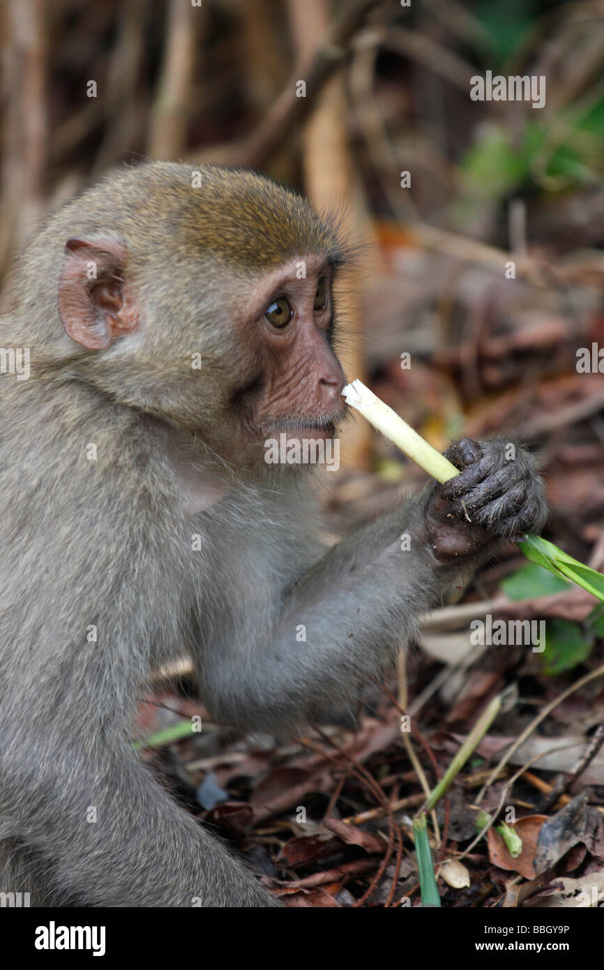Monkey eating leaf hi-res stock photography and images - Alamy