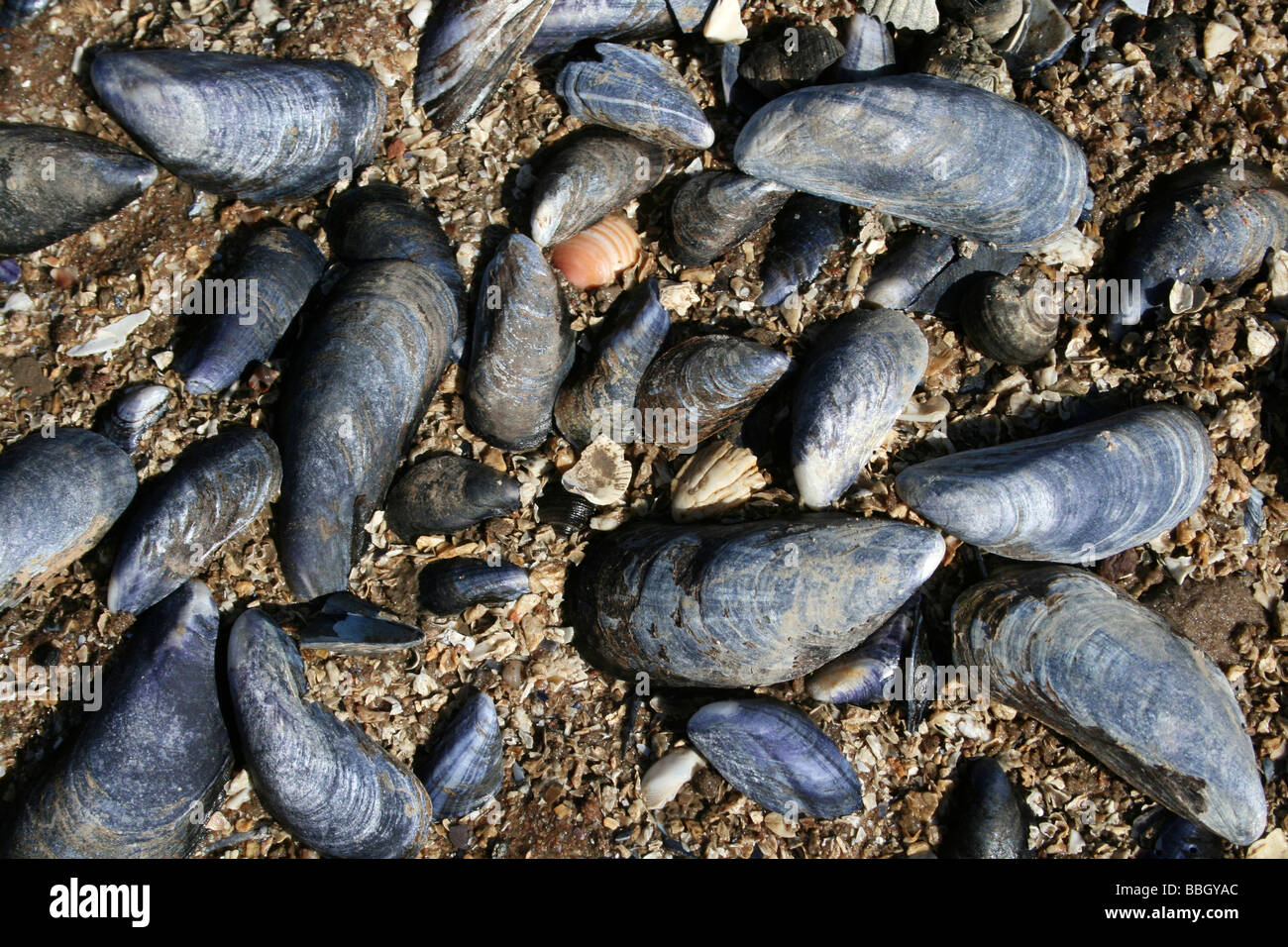 Scientific shells hi-res stock photography and images - Alamy