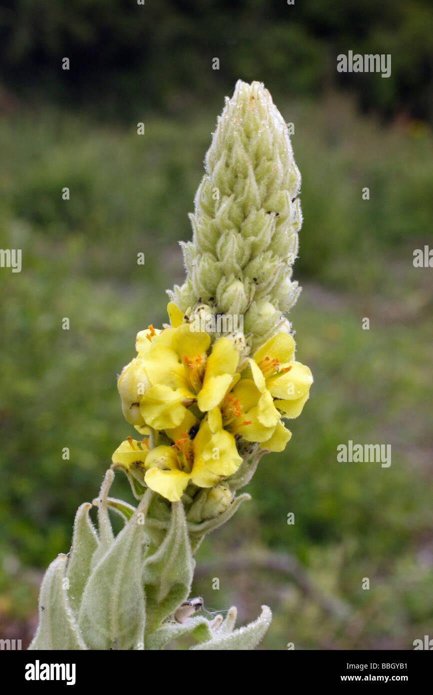Verbascum thapsus common mullein hi-res stock photography and images ...