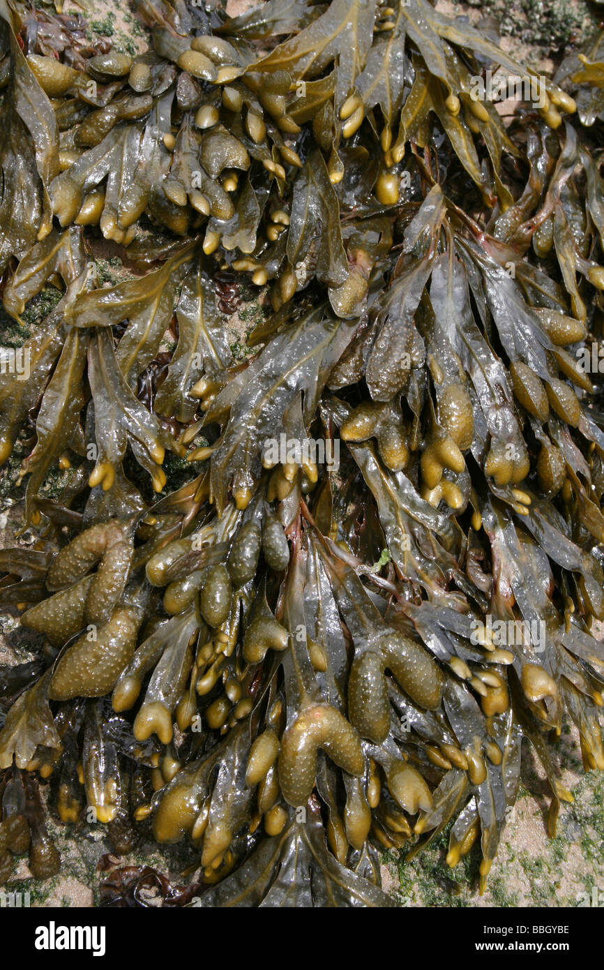 Spiral (a.k.a. Flat) Wrack Fucus spiralis Showing Swollen Reproductive ...