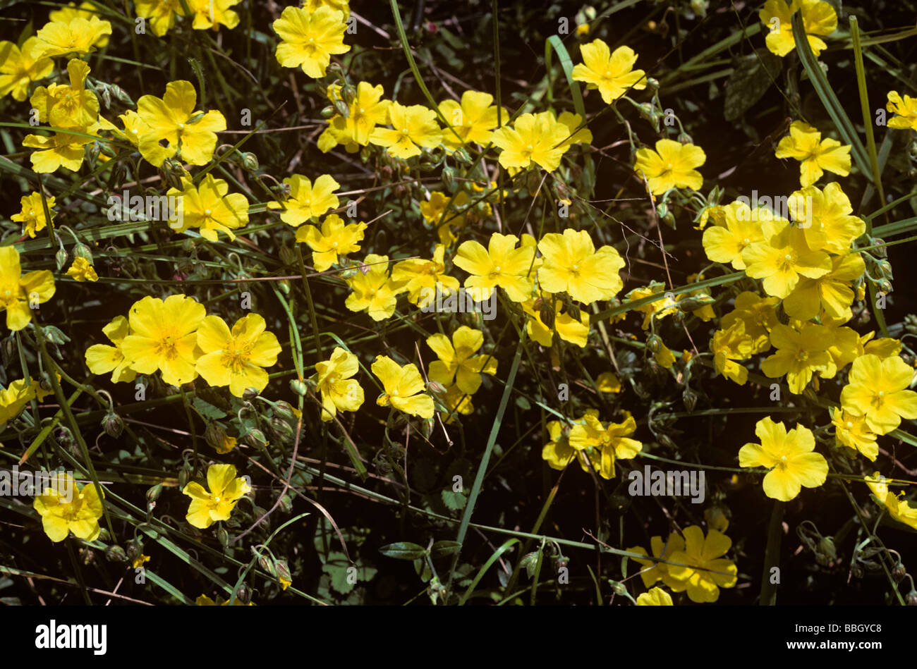 Common Rock rose Helianthemum nummularium Cistaceae UK Stock Photo - Alamy